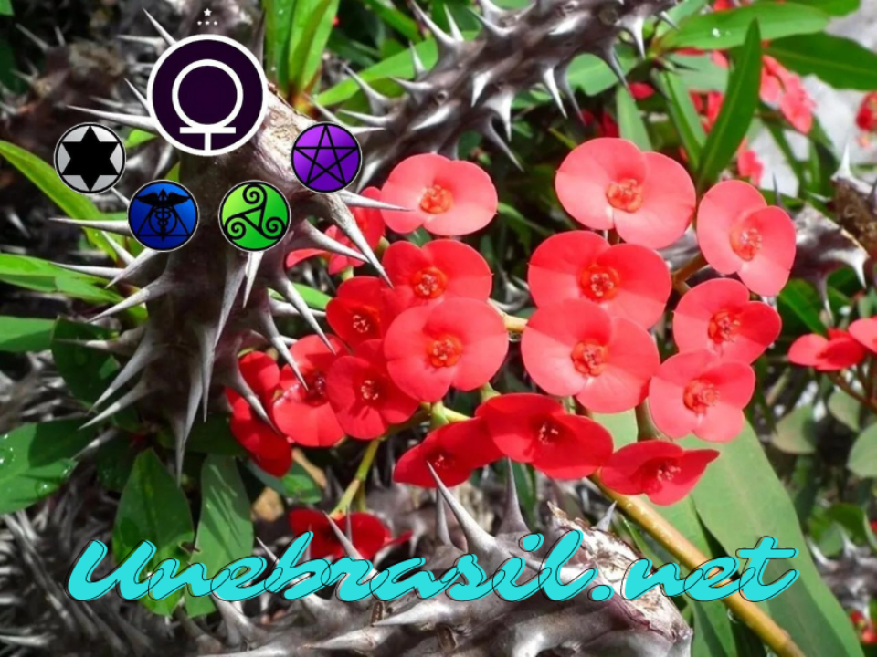 Nem tudo são flores – Oryon Unebrasil